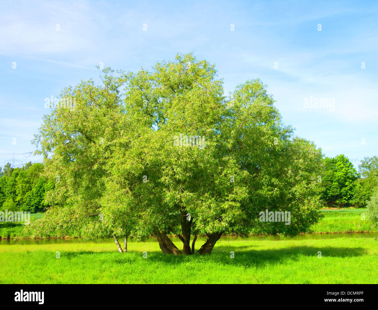 Spring landscape - green tree Stock Photo - Alamy