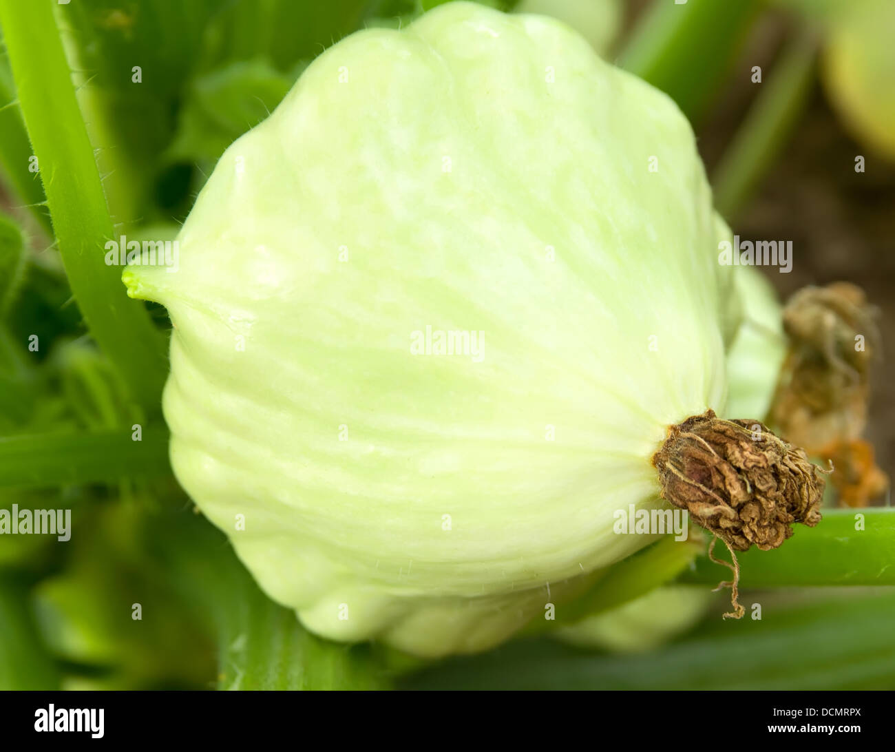 cymbling vegetable growing on the vegetable bed Stock Photo - Alamy