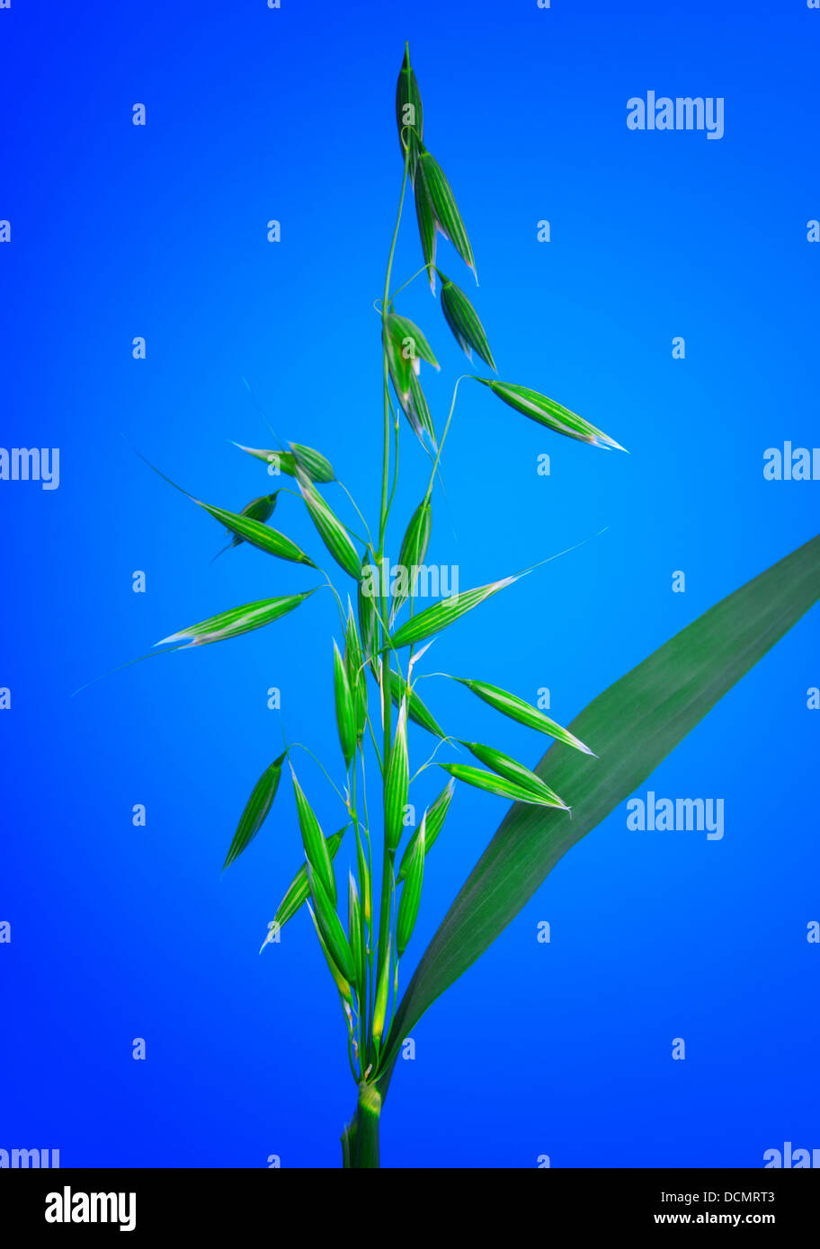 Green panicle of oat Stock Photo - Alamy