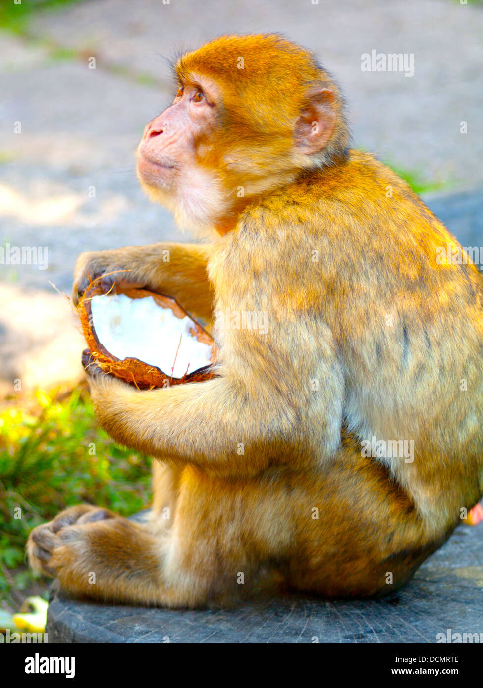 Portrait of macaque Stock Photo - Alamy