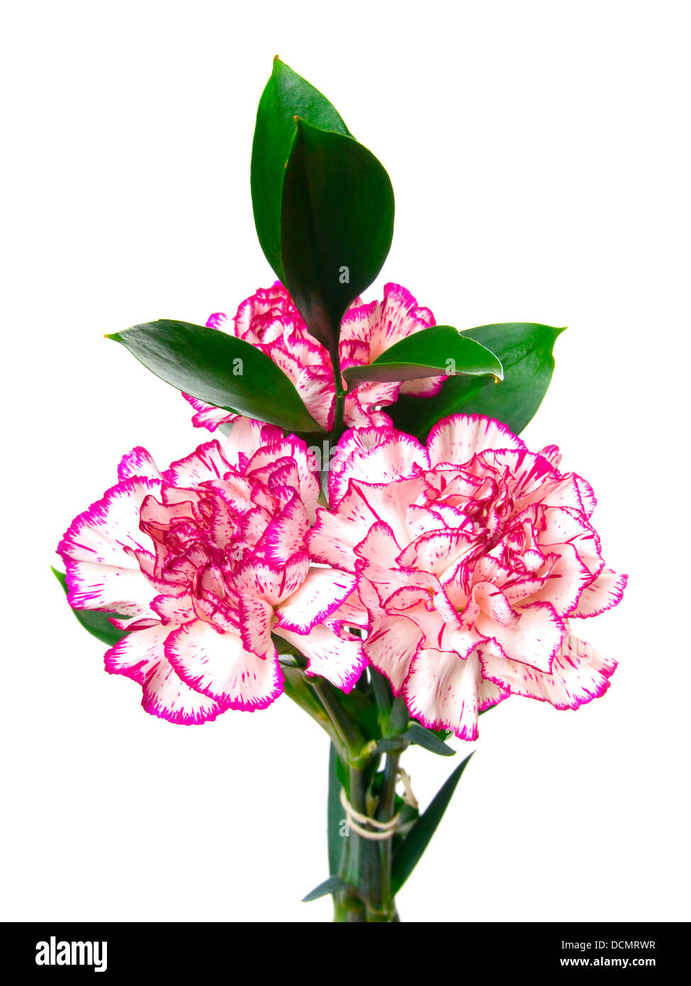 a white pink carnation Stock Photo - Alamy