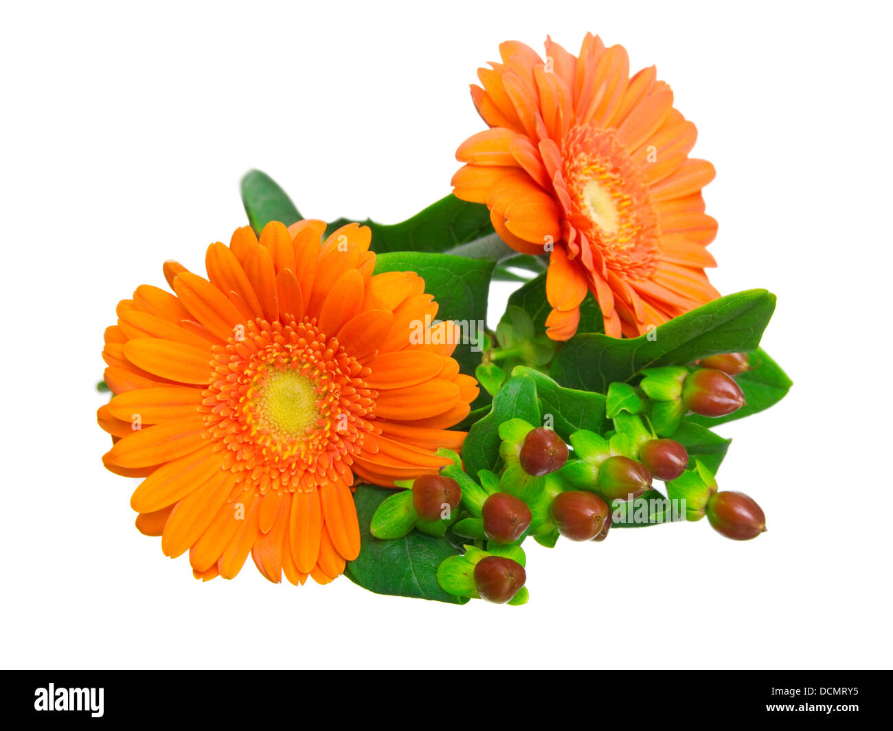 two gerber daisy isolated on white background Stock Photo - Alamy