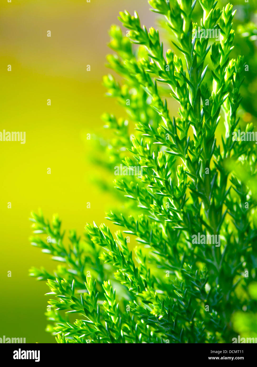 American Arborvitae (cypress tree Stock Photo - Alamy