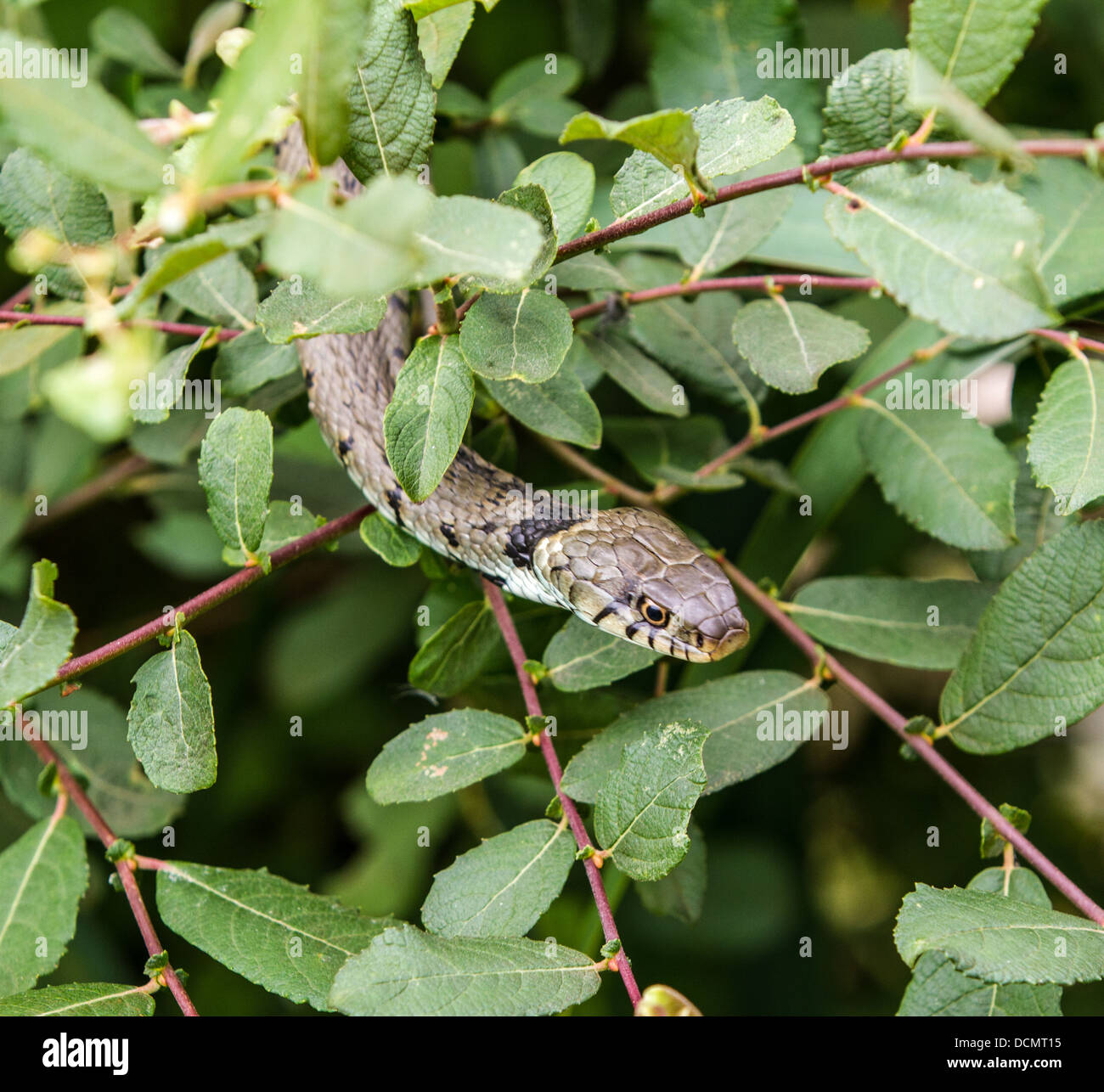 Close up of a Grass Snake in vegetation Stock Photo - Alamy