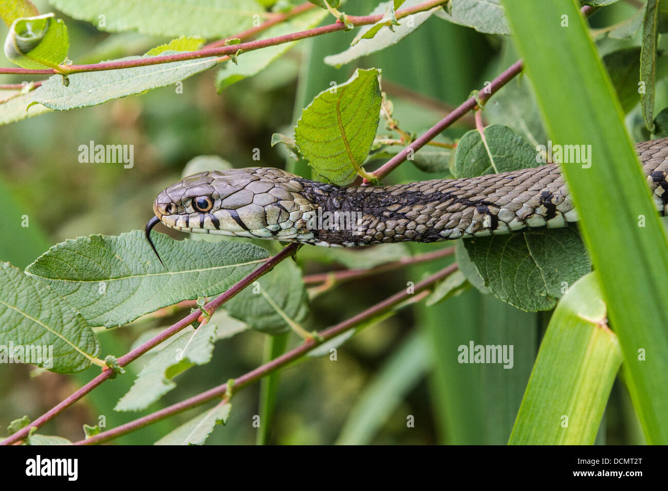 Close up of a Grass Snake in vegetation Stock Photo - Alamy