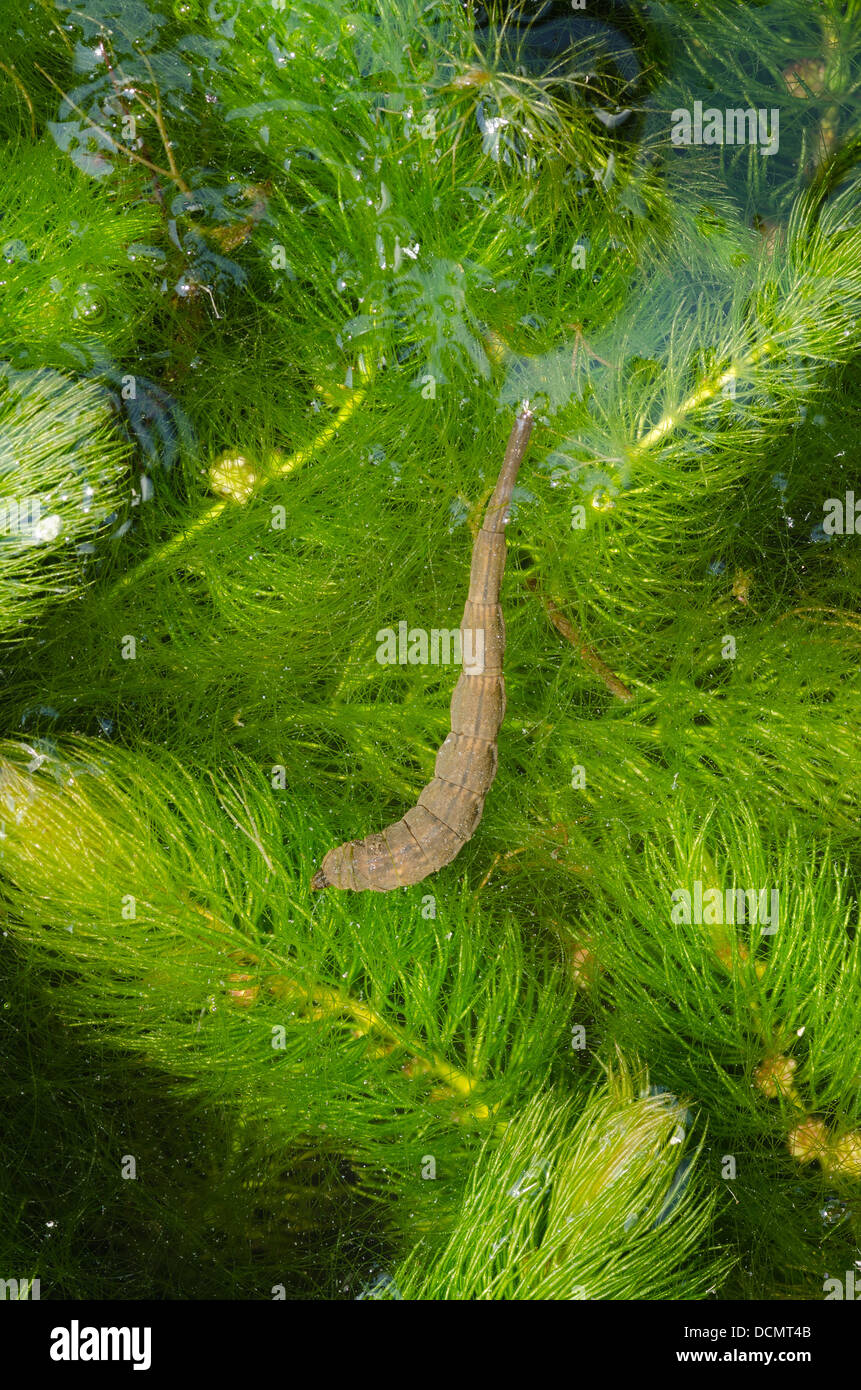 Aquatic Crane Fly Larvae