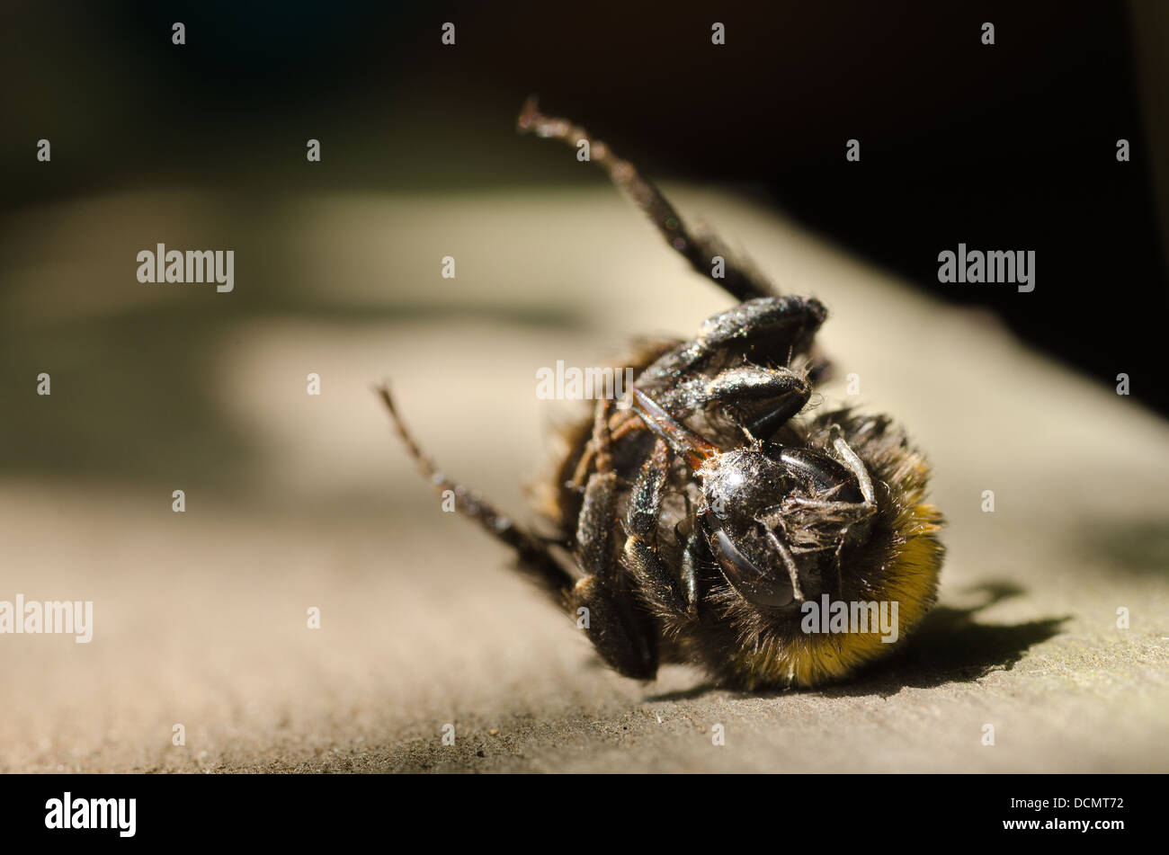 Dead single hairy bumble bee lying on back with proboscis maxilla ...