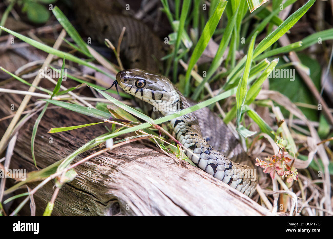 Grass snake swimming hi-res stock photography and images - Alamy