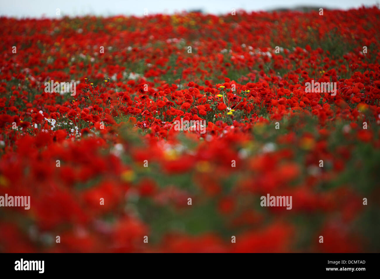70th anniversary of d day hi-res stock photography and images - Alamy