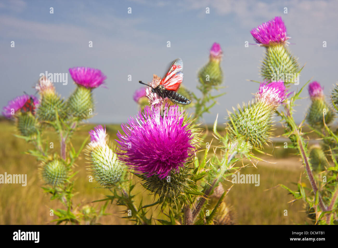 Six-spot Burnet flying on the purple flower of a Thistle Stock Photo ...