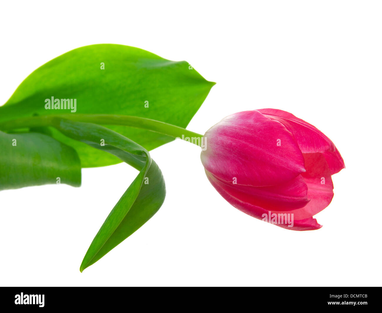 One tulip on isolated background Stock Photo - Alamy