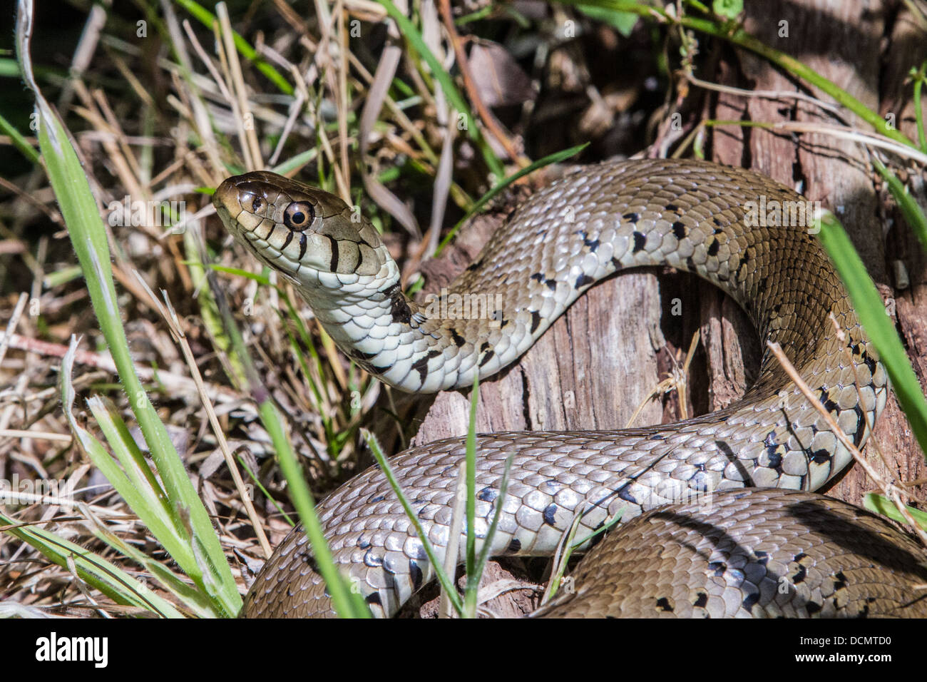 Grass snake uk hi-res stock photography and images - Alamy