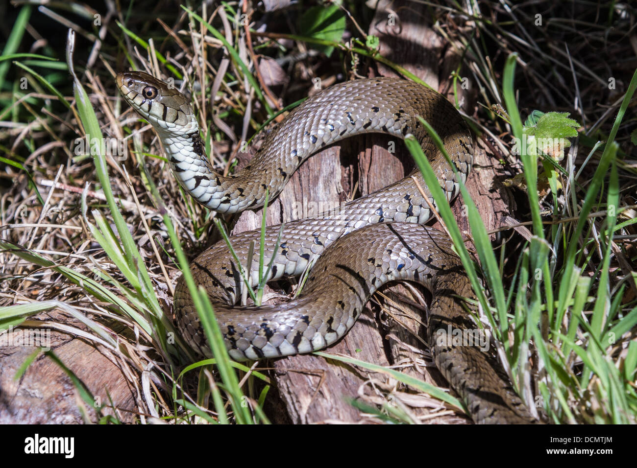 Grass snake uk hi-res stock photography and images - Alamy