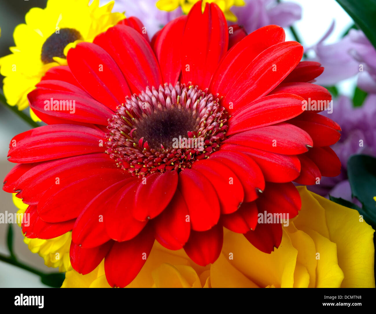 red gerber flower Stock Photo - Alamy