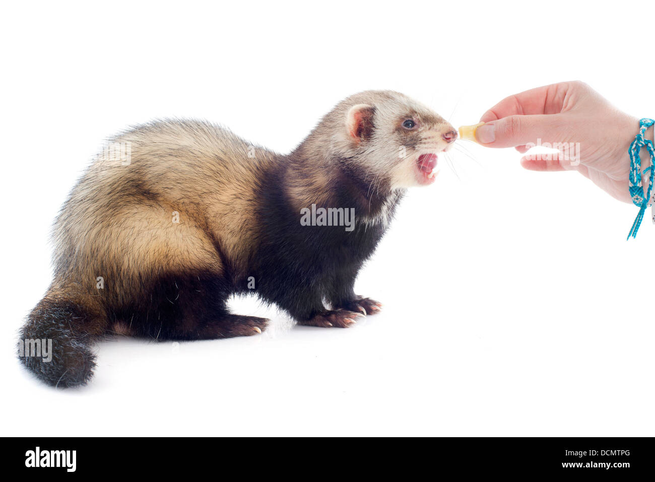 a male ferret feeding in a hand in front of white background Stock ...
