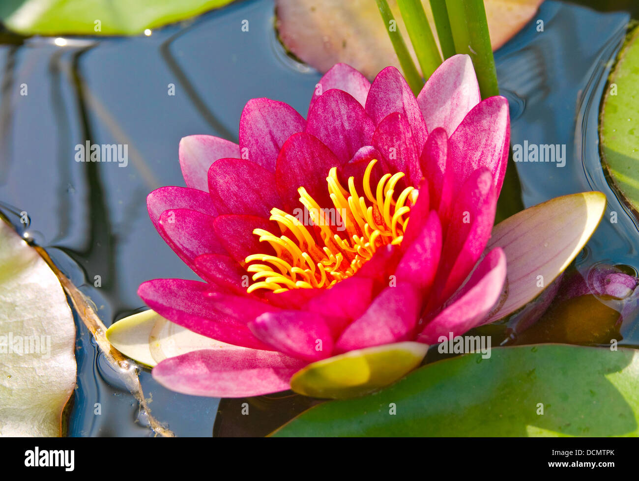 A close-up photo of water lily Stock Photo - Alamy