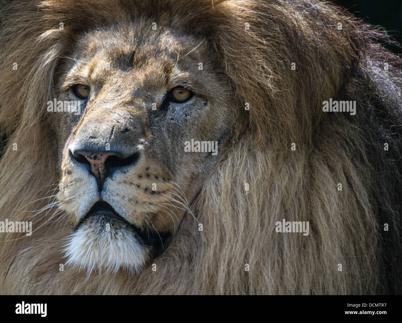 Lion face close hi-res stock photography and images - Alamy