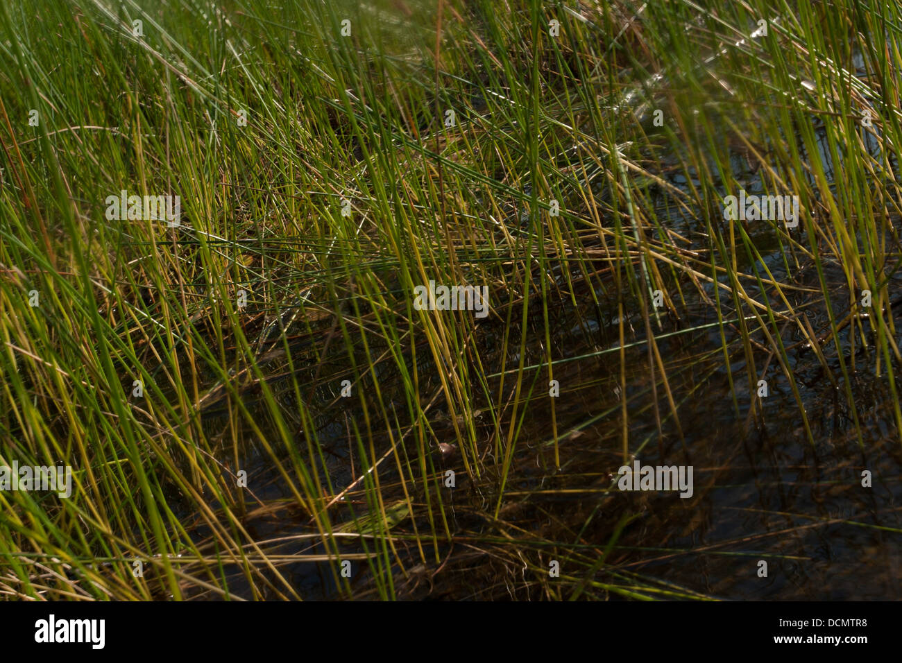 Wetland tall grasses hi-res stock photography and images - Alamy