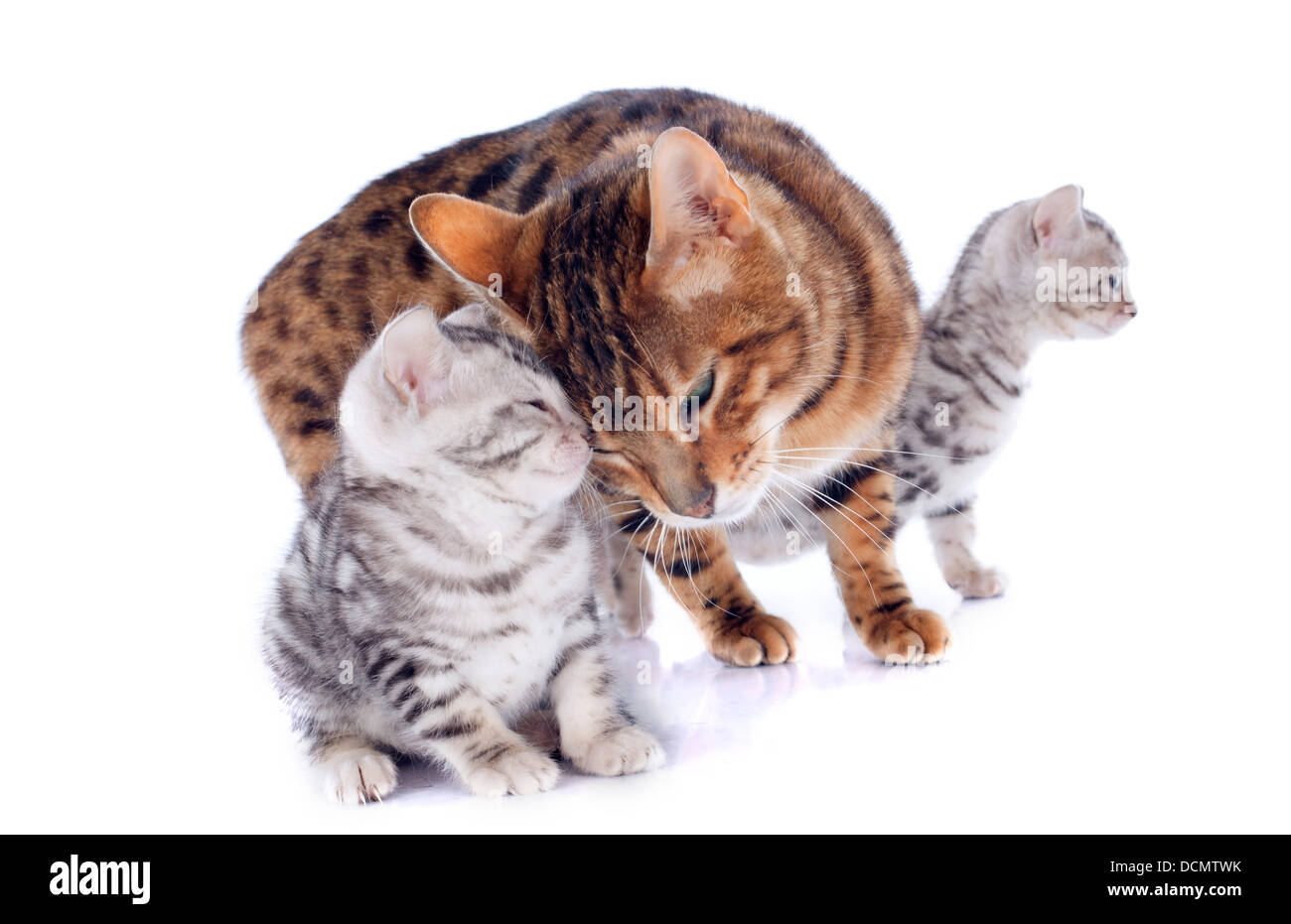 Bengal cat kitten hi-res stock photography and images - Alamy