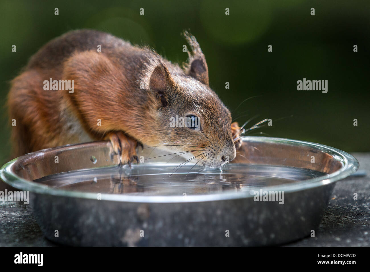 British Red Squirrel drinking from a bowl Stock Photo - Alamy