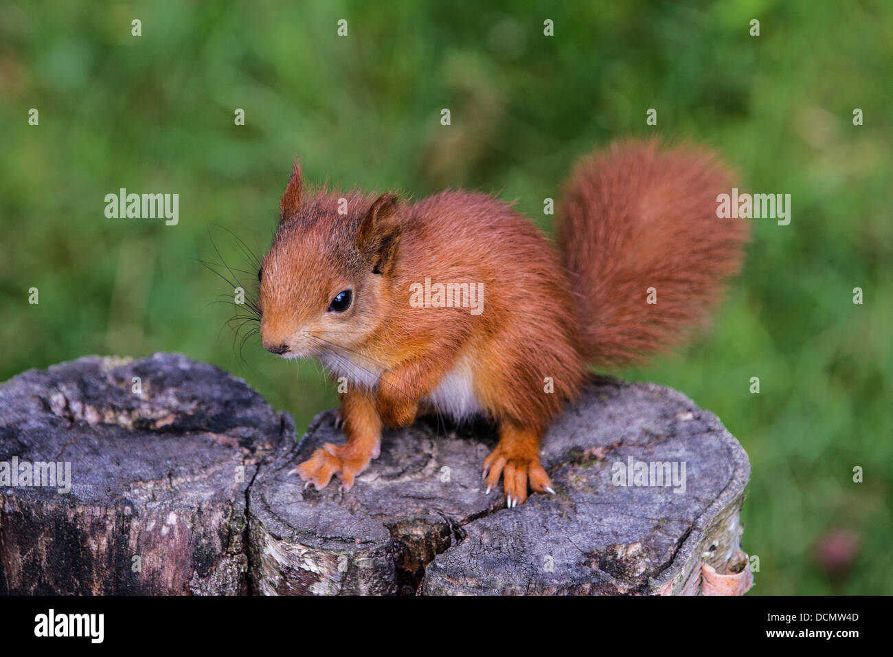 Juvenile squirrel uk hi-res stock photography and images - Alamy