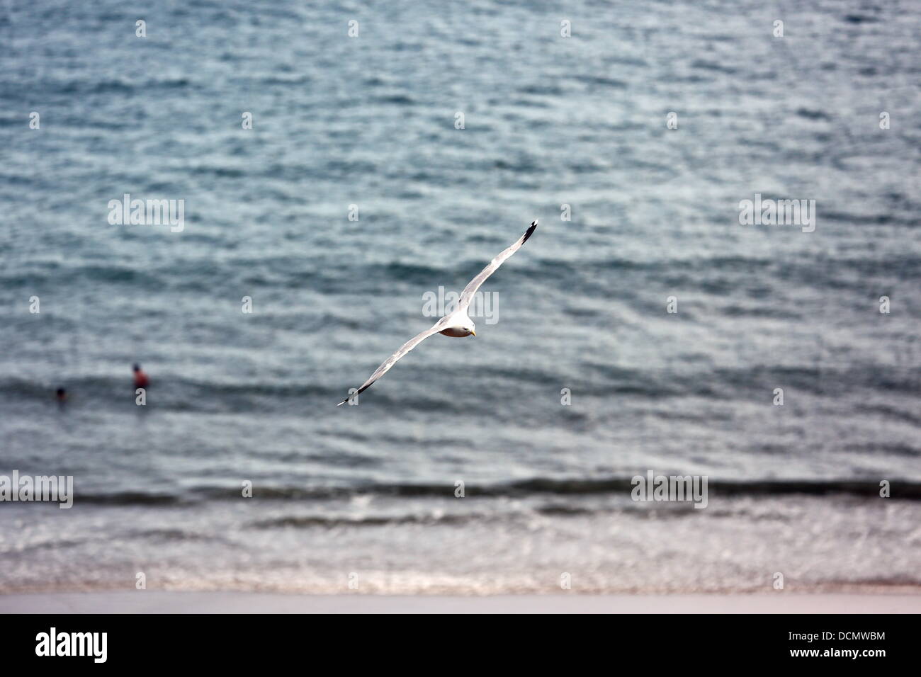 Attacking seagulls hi-res stock photography and images - Alamy