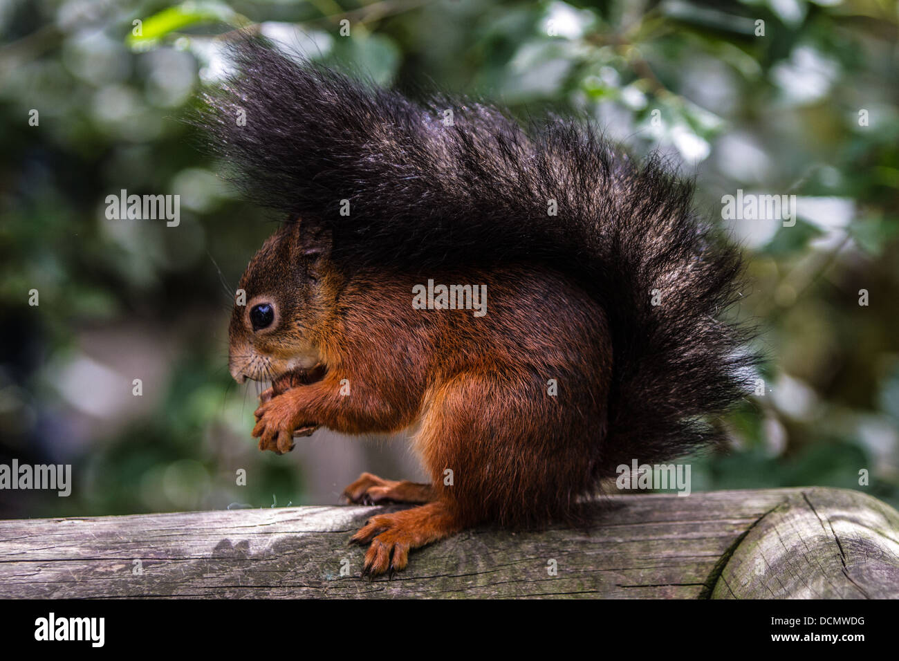 British red squirrel hi-res stock photography and images - Alamy