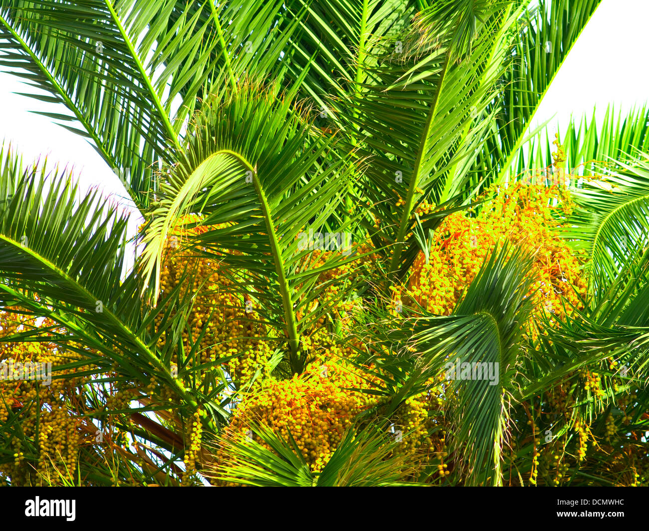 plant the seeds of palm tree Stock Photo - Alamy