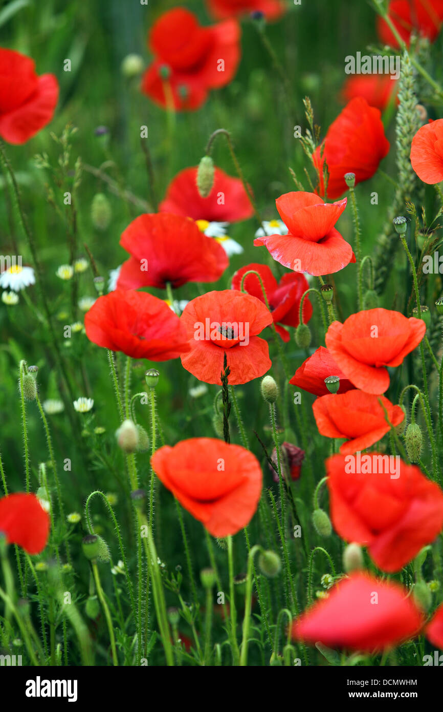 Scarlet corn poppy hi-res stock photography and images - Alamy