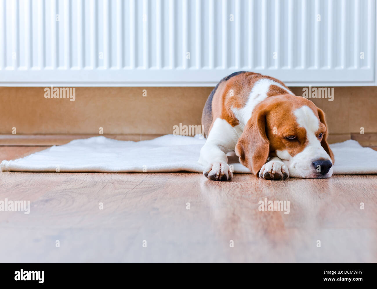 The dog has a rest on wooden to a floor near to a warm radiator Stock ...