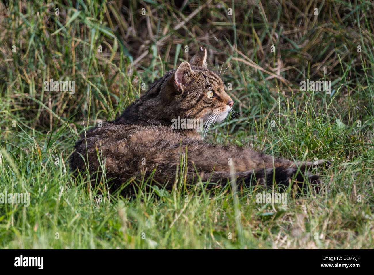 Scottish wild cat on grass hi-res stock photography and images - Alamy