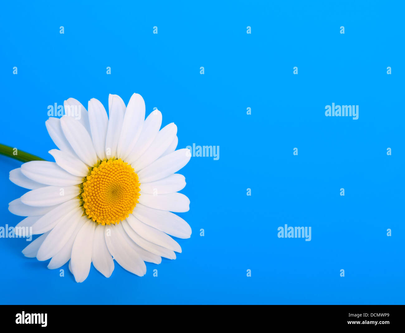 Annual camomile hi-res stock photography and images - Alamy