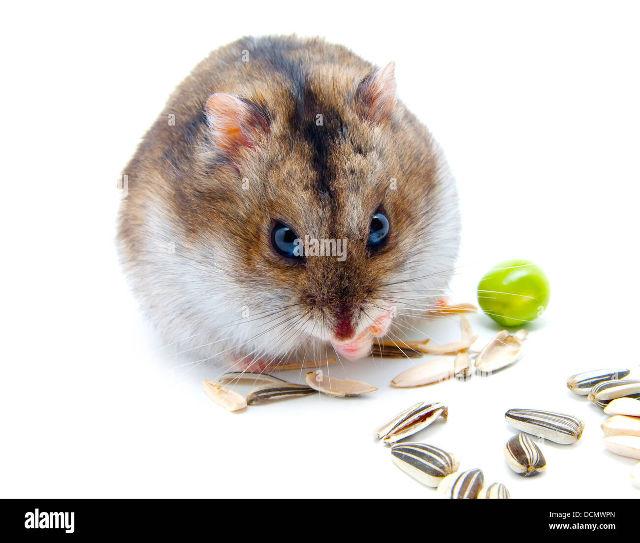 Dwarf hamster clicks sunflower seeds on white background Stock Photo ...