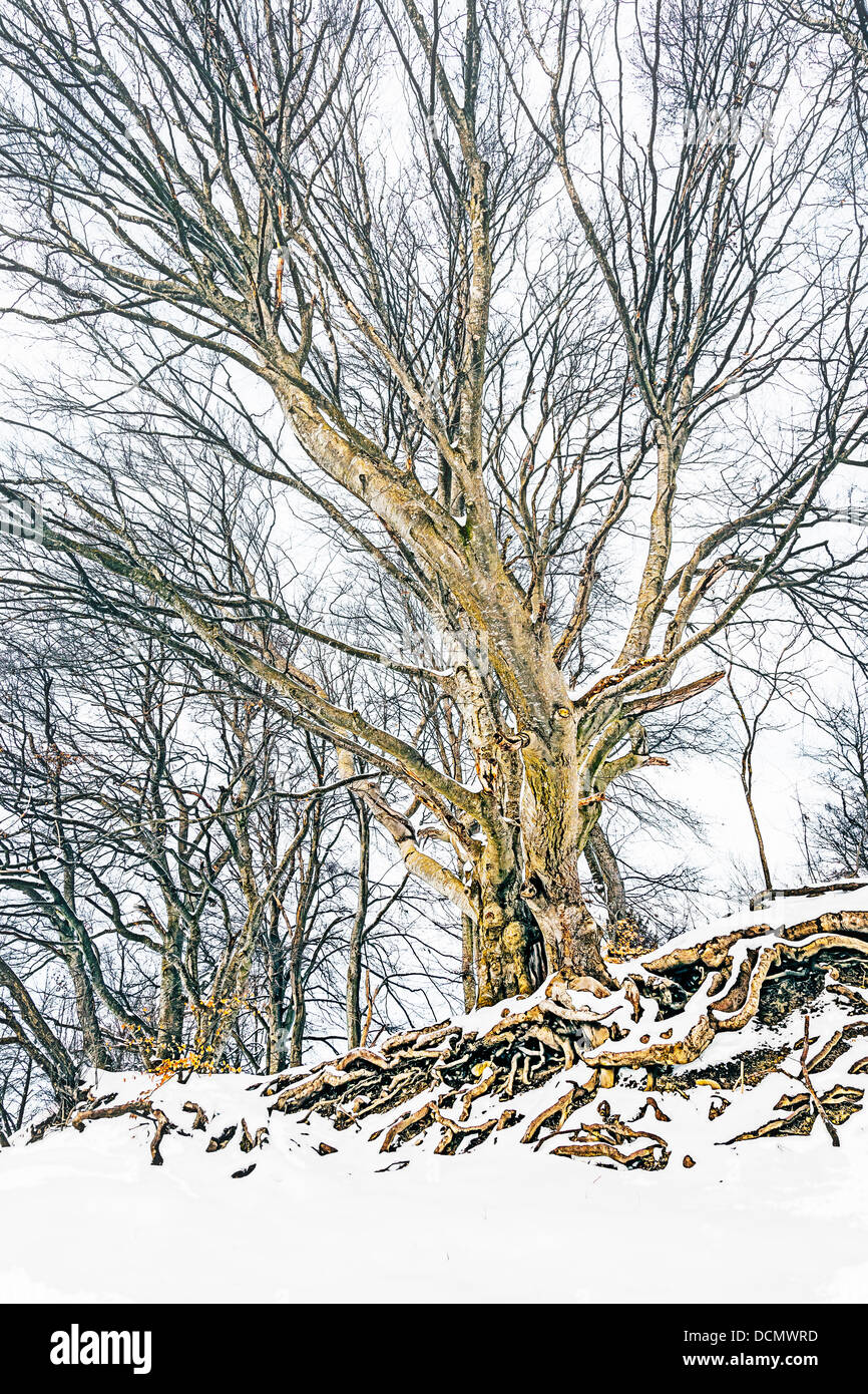 Tree field snow single winter scene landscape oak white hi-res stock ...