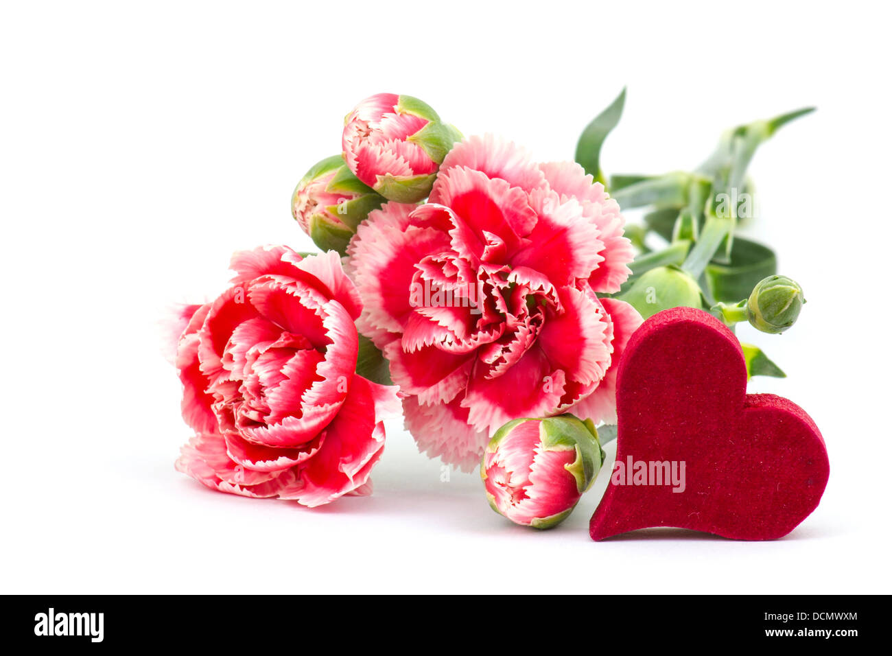 Carnations and heart on white background Stock Photo - Alamy