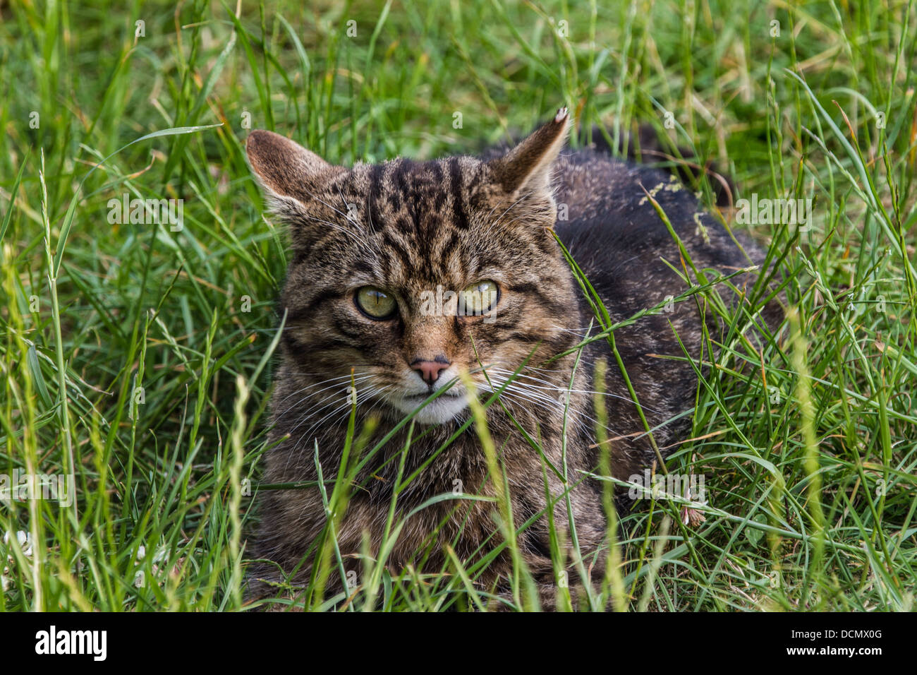 Scottish wildcat in grass hi-res stock photography and images - Alamy