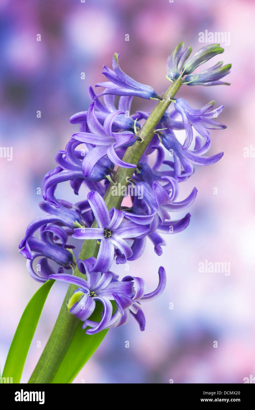 blooming hyacinth flowers Stock Photo - Alamy