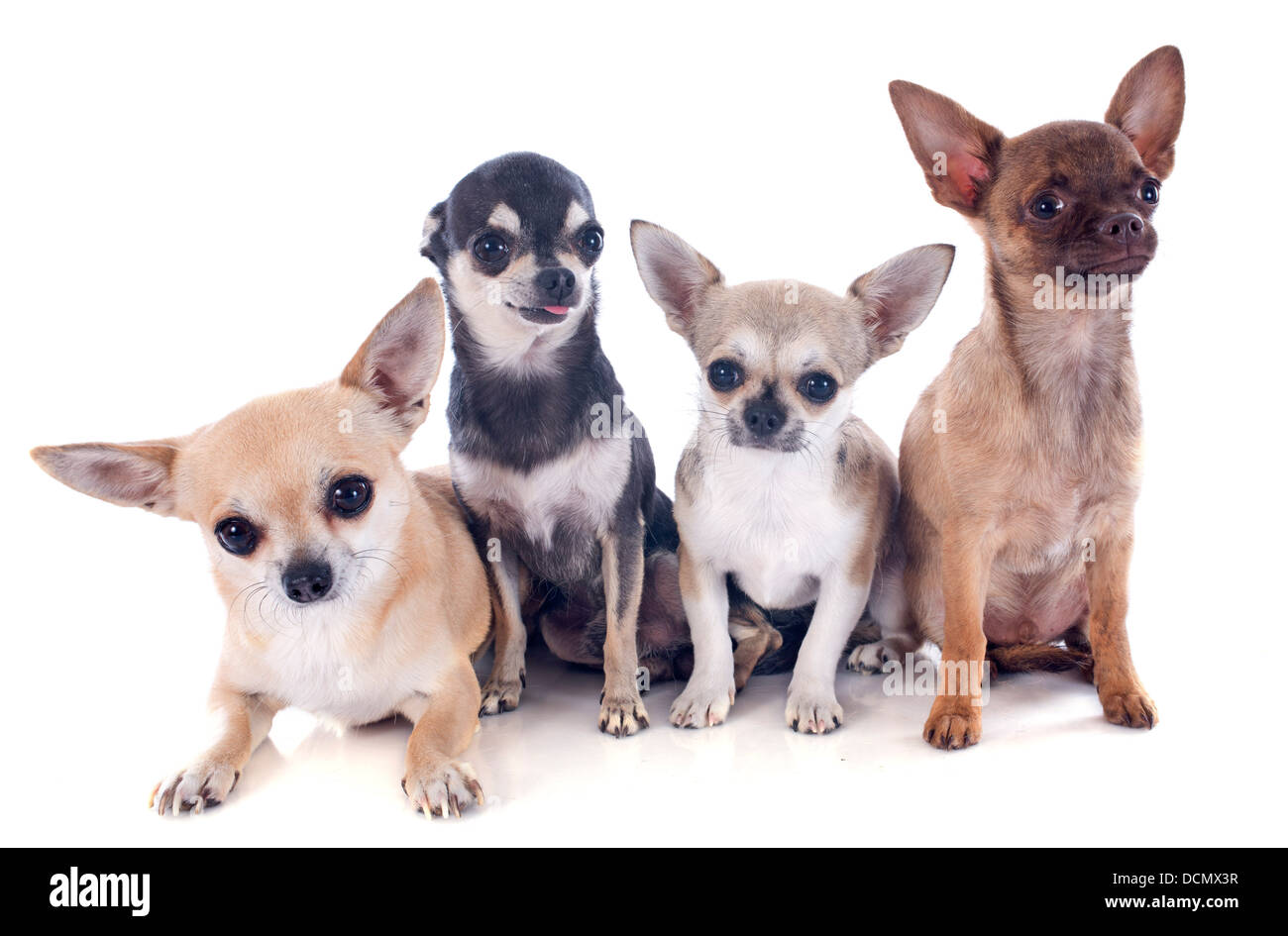 portrait of four chihuahuas in front of white background Stock Photo ...