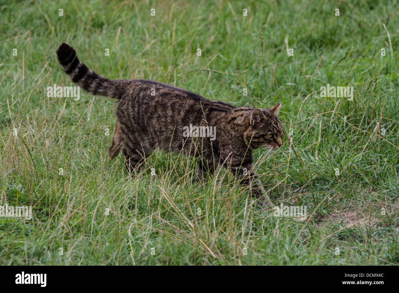 British wild cat hi-res stock photography and images - Alamy