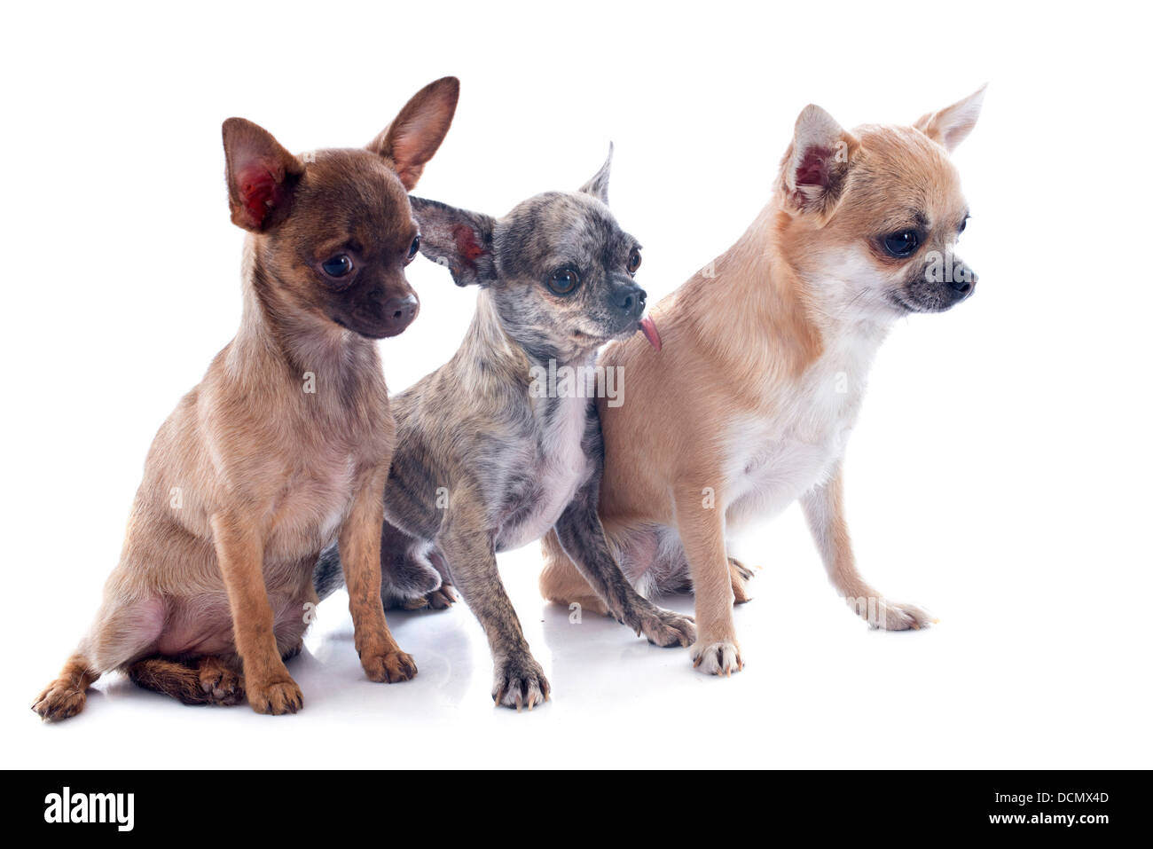 Three cute little puppy dogs Cut Out Stock Images & Pictures - Alamy