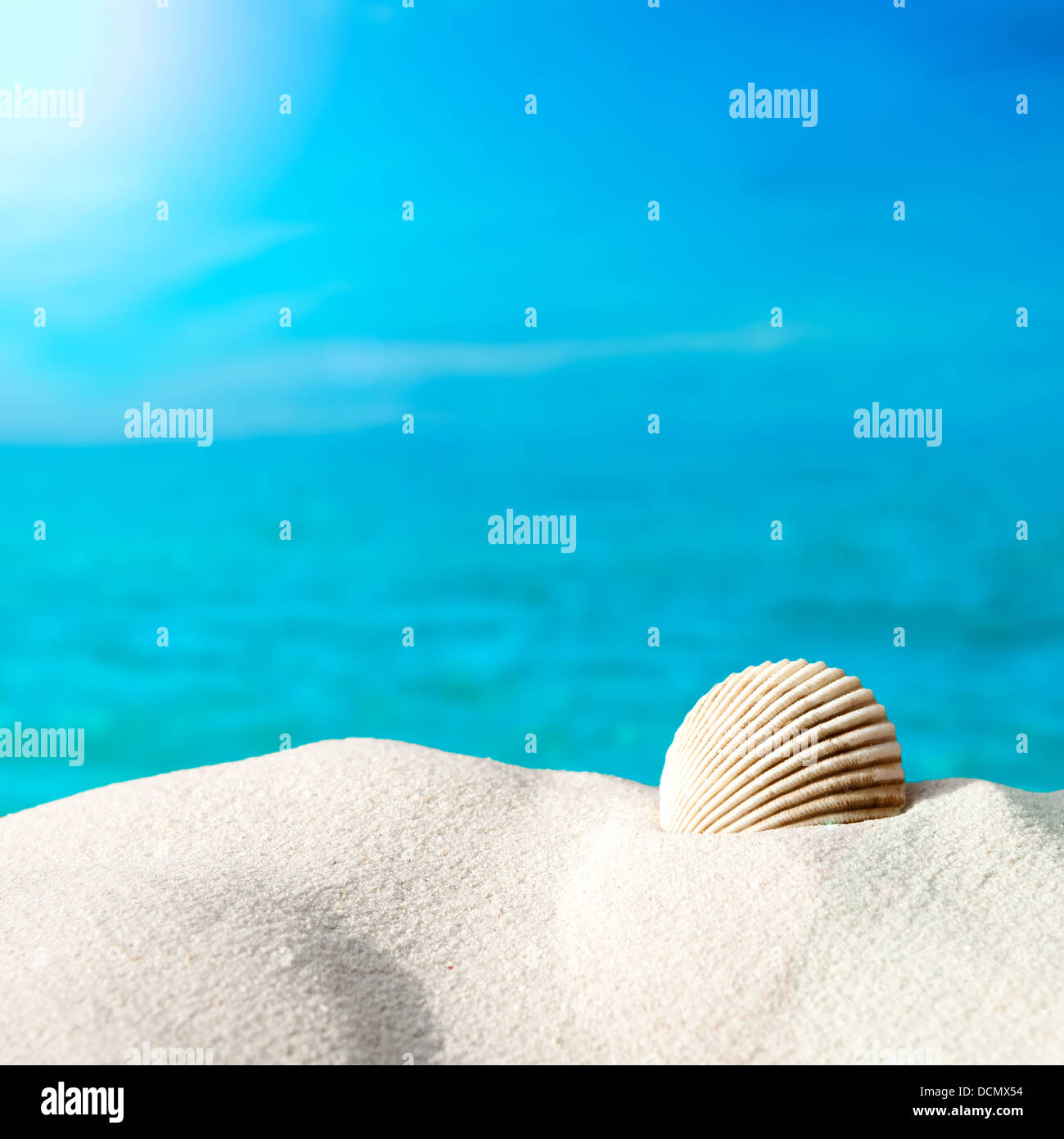 Shell on the beach Stock Photo - Alamy