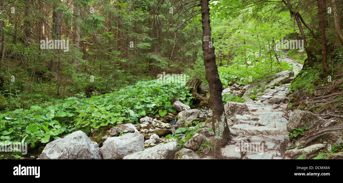 Panoramic forest hi-res stock photography and images - Alamy