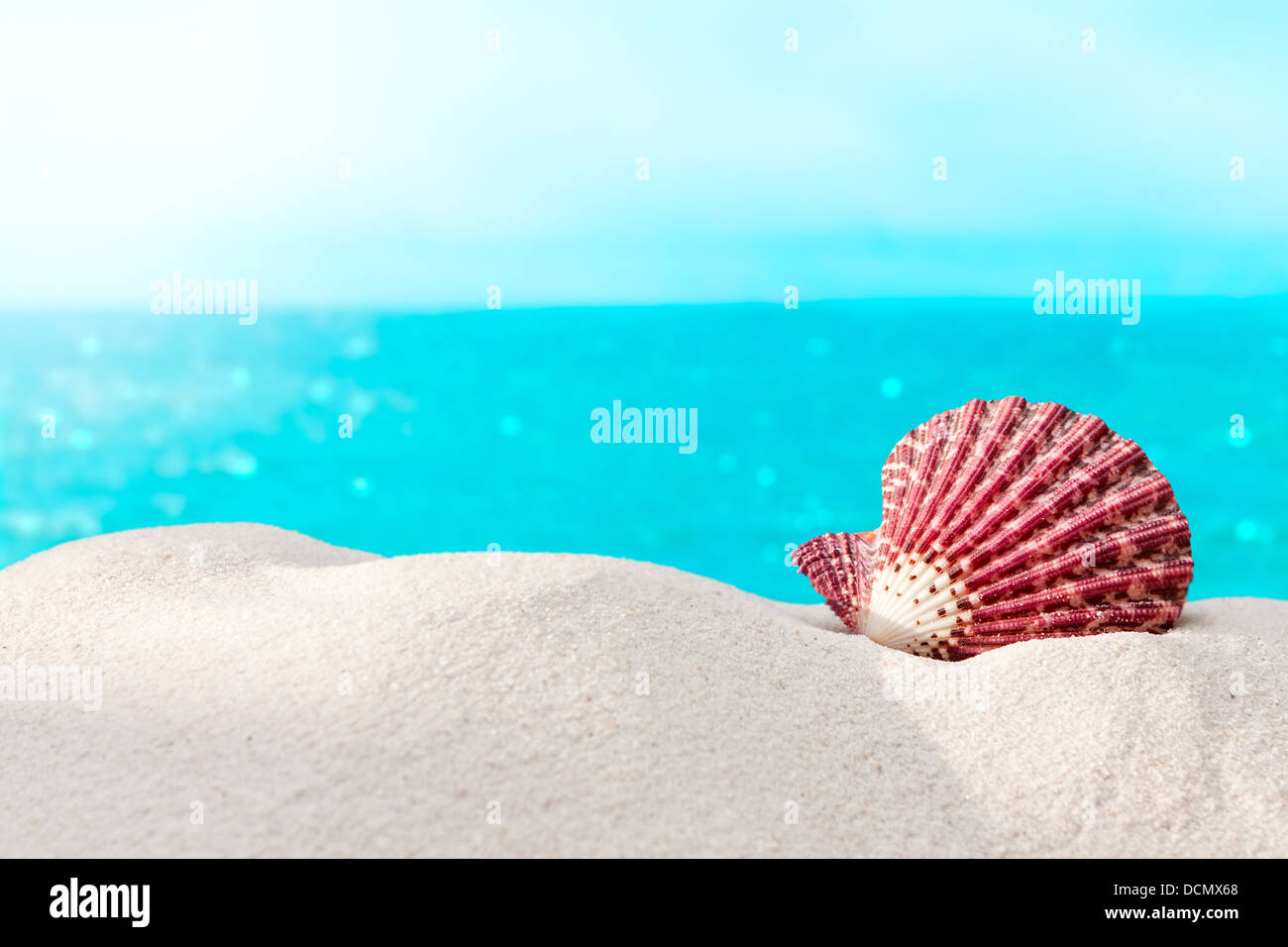 Caribbean shell beach hi-res stock photography and images - Alamy