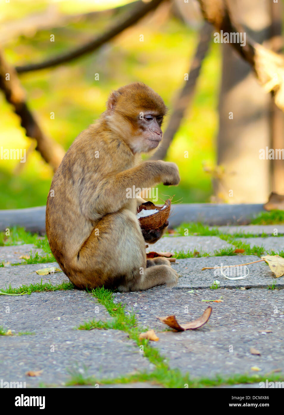 Barbary macaque eating coconut Stock Photo - Alamy