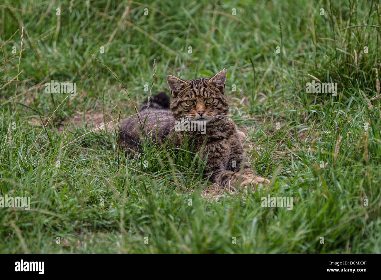 Scottish Wildcat In Grass High Resolution Stock Photography and Images ...