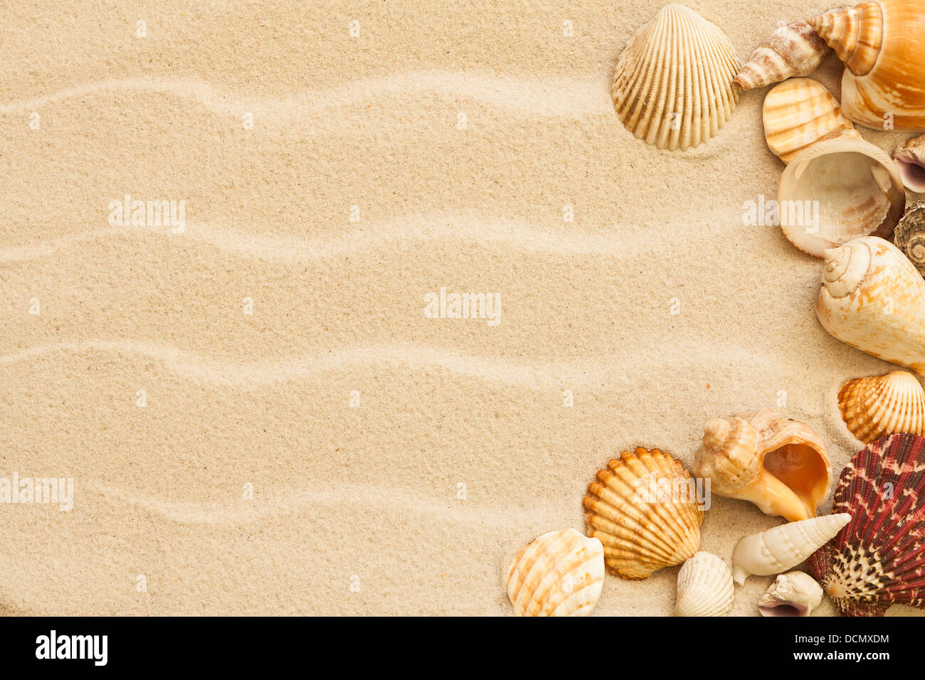 sea shells with sand as background Stock Photo - Alamy