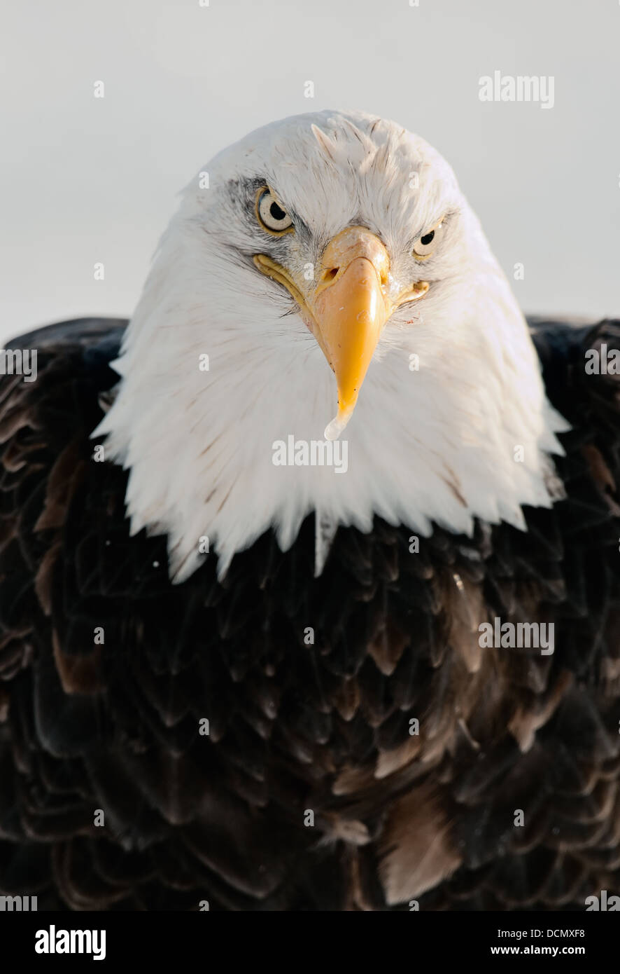 Close up Portrait of a Bald Eagle Stock Photo - Alamy