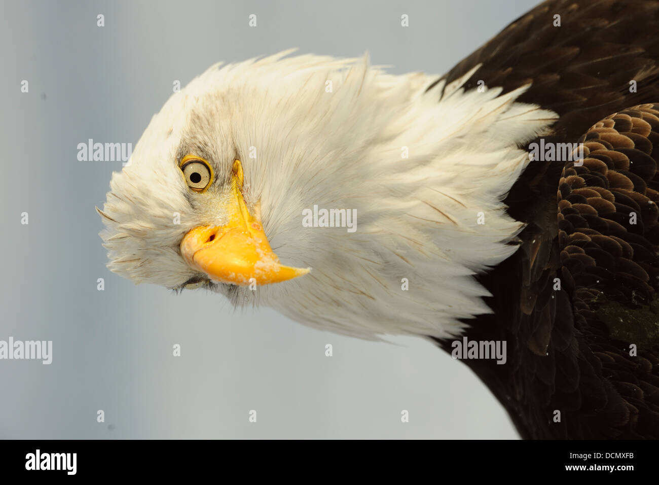 Bald eagle bird beak hi-res stock photography and images - Alamy