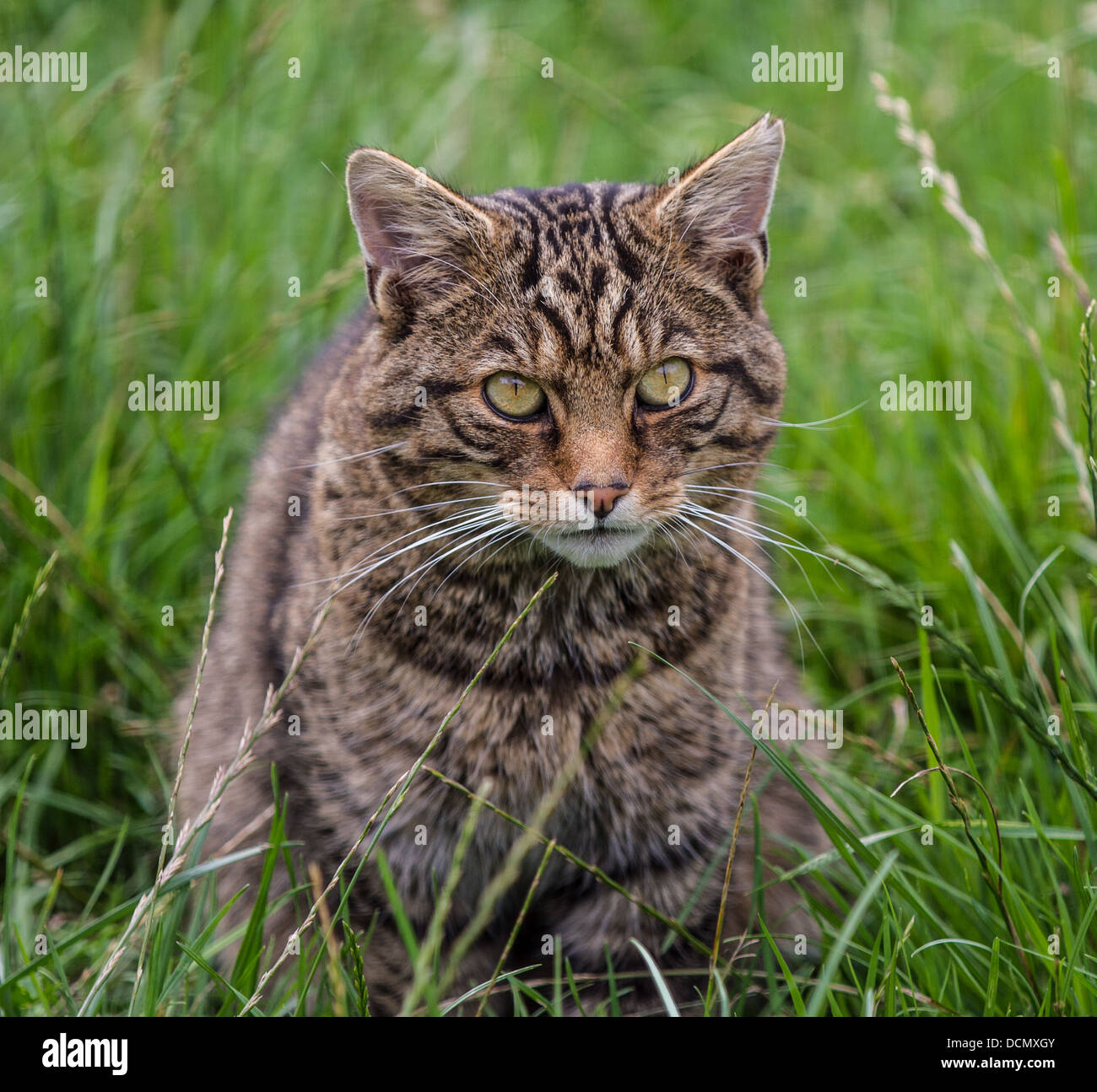 Scottish wildcat in grass hi-res stock photography and images - Alamy