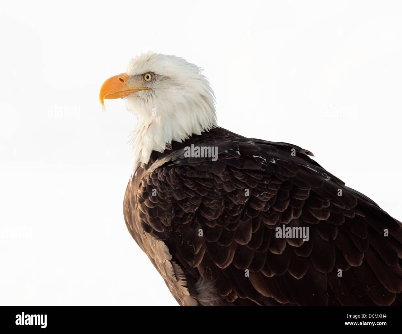 Close up Portrait of a Bald Eagle Stock Photo - Alamy Close up Portrait of a Bald Eagle Stock Photo - Alamy